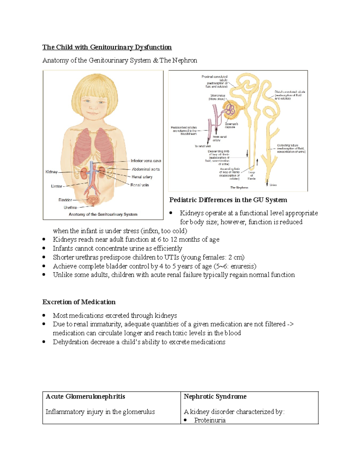 PEDS unit 2 notes - The Child with Genitourinary Dysfunction Anatomy of ...