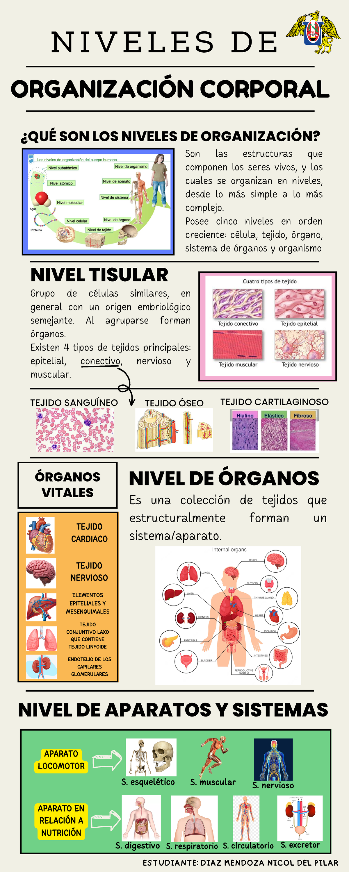 Infografía de Niveles de Organización - ÓRGANOS VITALES Grupo de ...