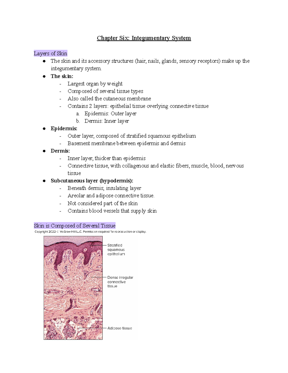 Chapter Six Integumentary System - Chapter Six: Integumentary System ...