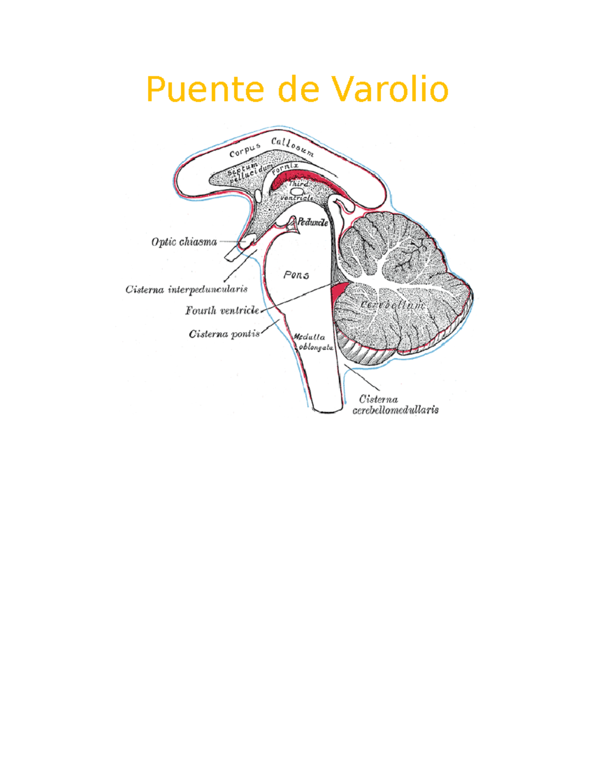 Puente de Varolio - Resumen Neuroanatomía - Puente de Varolio Cuando el conocimiento crece, la ...
