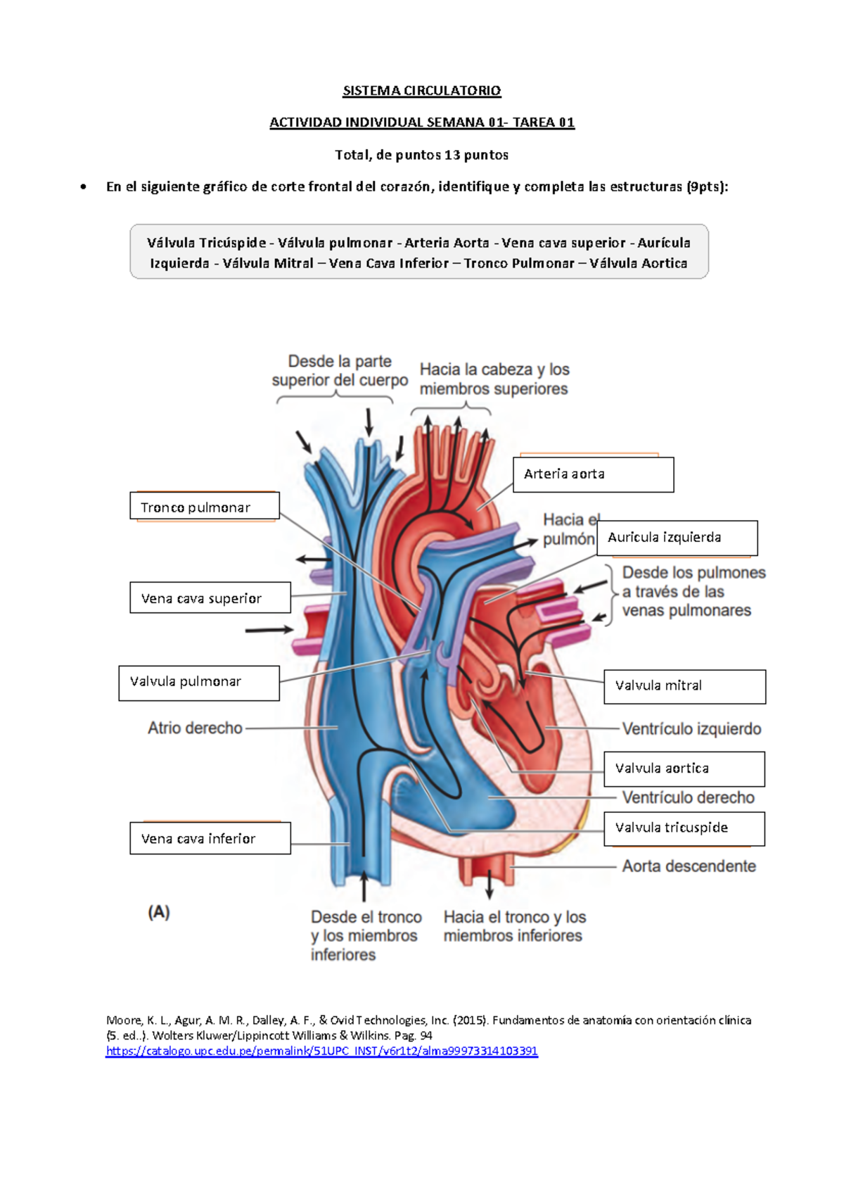 Tarea 01 SIST. Circulatorio CD Sem 01 - SISTEMA CIRCULATORIO ACTIVIDAD ...