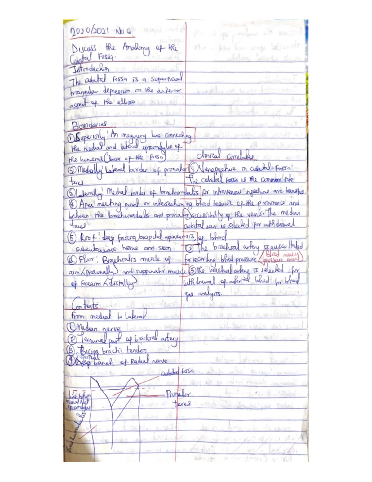 DARE’S Outlines - A summary of blood physiology - Blood Physiology ...