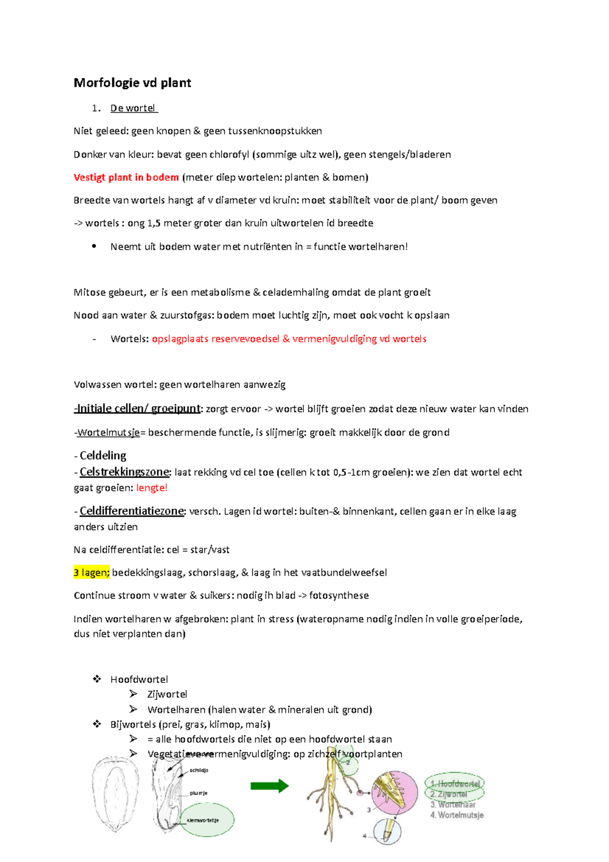 Morfologie de wortel, stengel + blad + bloem - Morfologie vd plant 1 ...