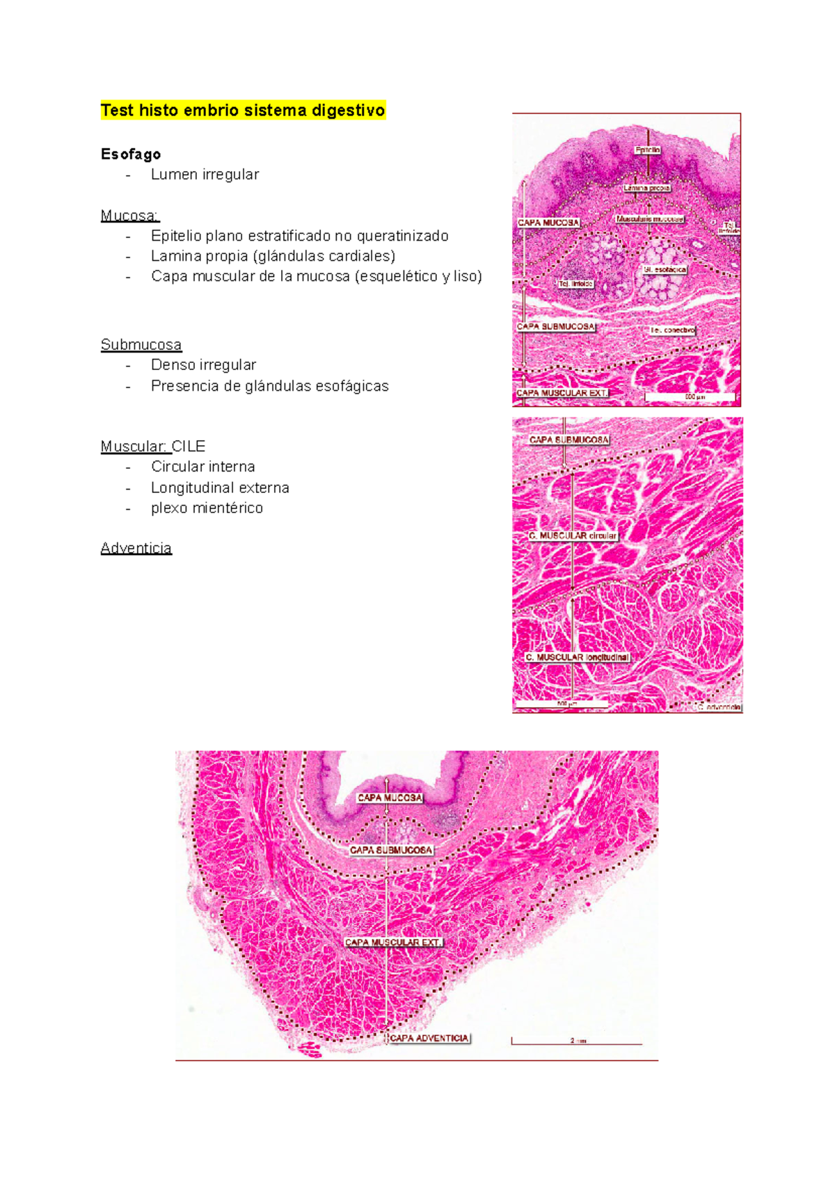 Test histoembrio sistema digestivo - Test histo embrio sistema ...