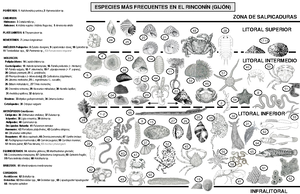 VISU ZOO - Esquema con clasificacion, nombres y fotos - FILO PORIFERA Clase Calcarea: Sycon ...