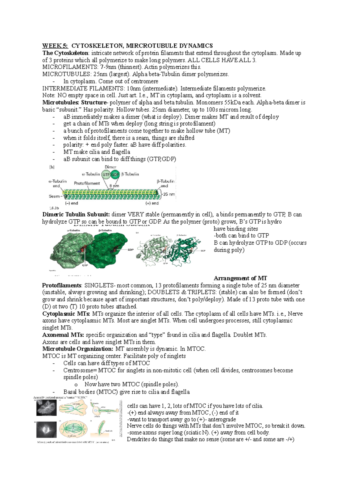 Cell Bio Review 2 - week 5-8 - WEEK 5: CYTOSKELETON, MIRCROTUBULE ...