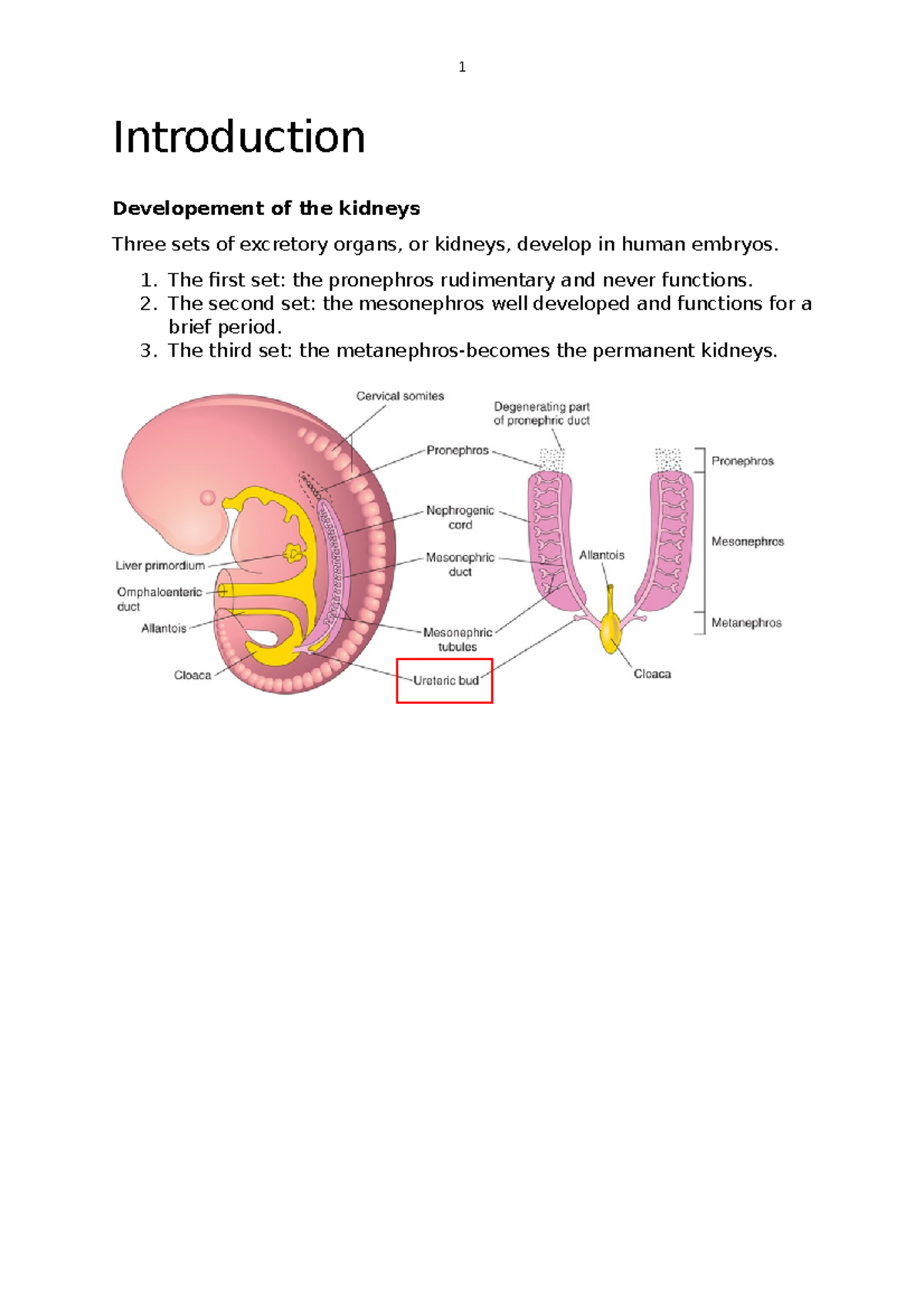 Development of the kidneys - Renal Yr2 - Introduction Developement of ...