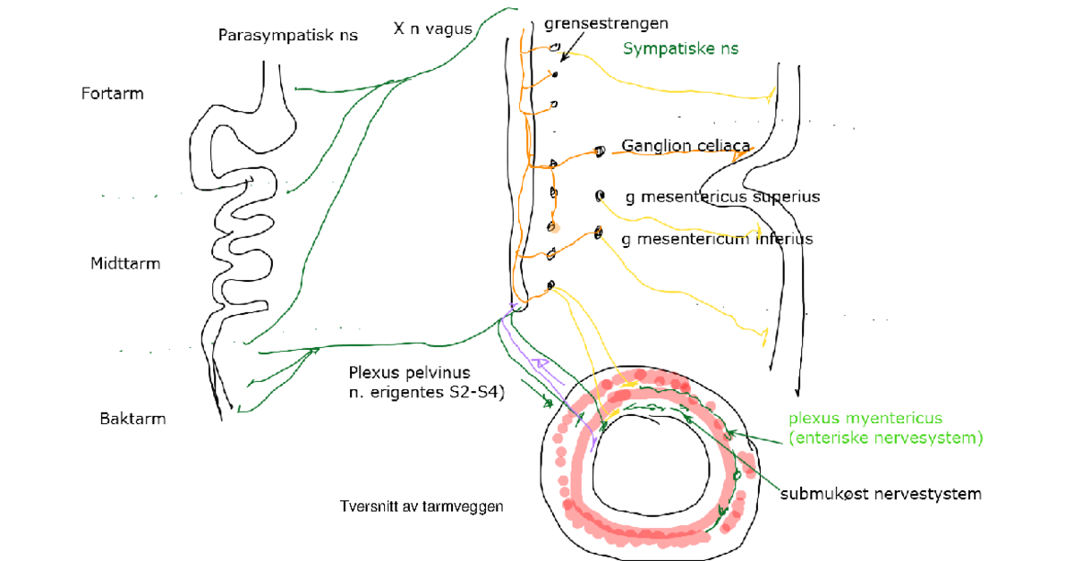 Kar og nerver i abdomen - We are currently under maintenance and expect ...