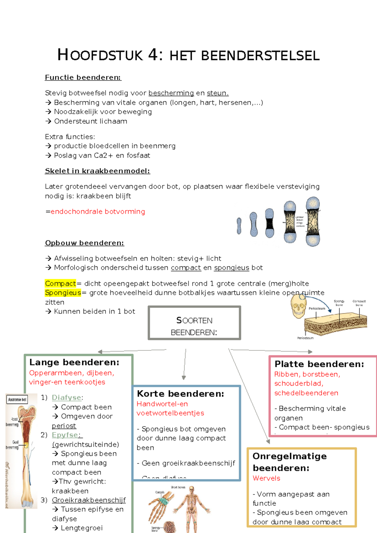 Hoofdstuk 4 - Samenvatting Anatomie en fysiologie - HOOFDSTUK 4: HET ...