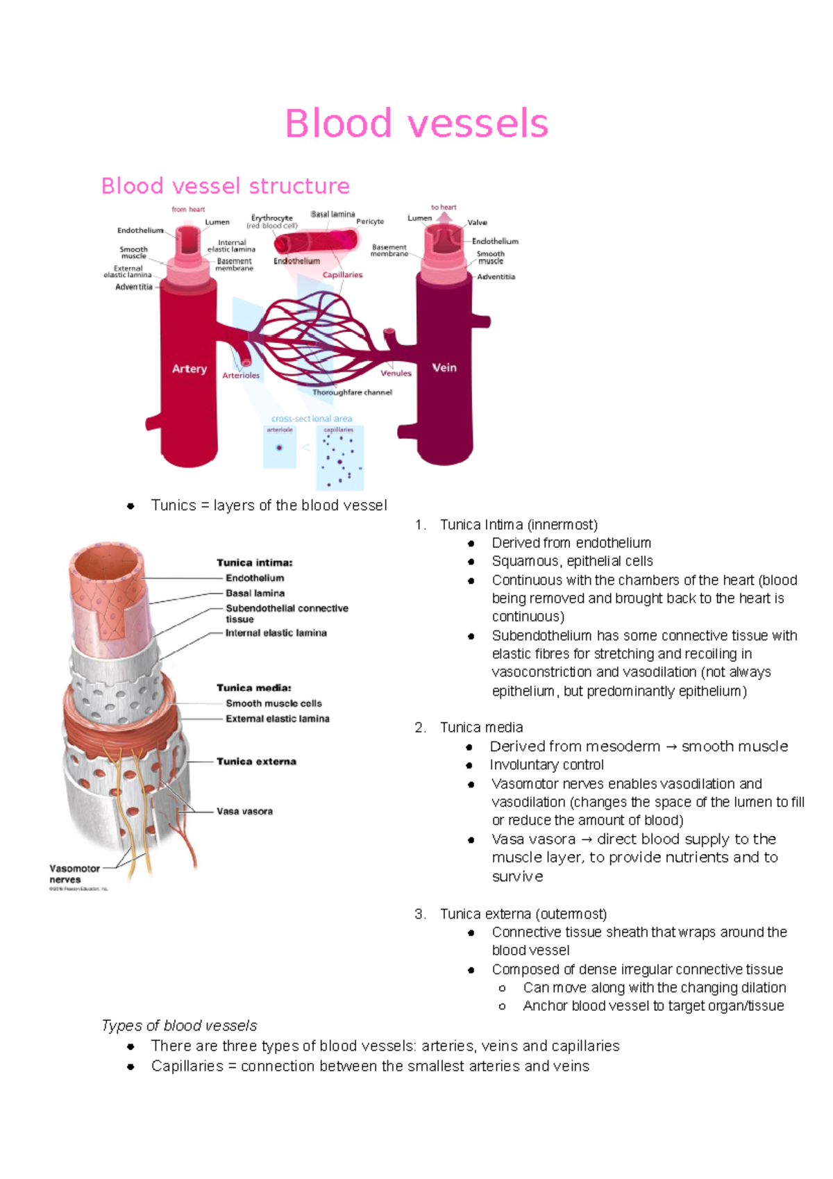 Blood vessels - Blood vessels Blood vessel structure Tunics = layers of the blood vessel 1 ...