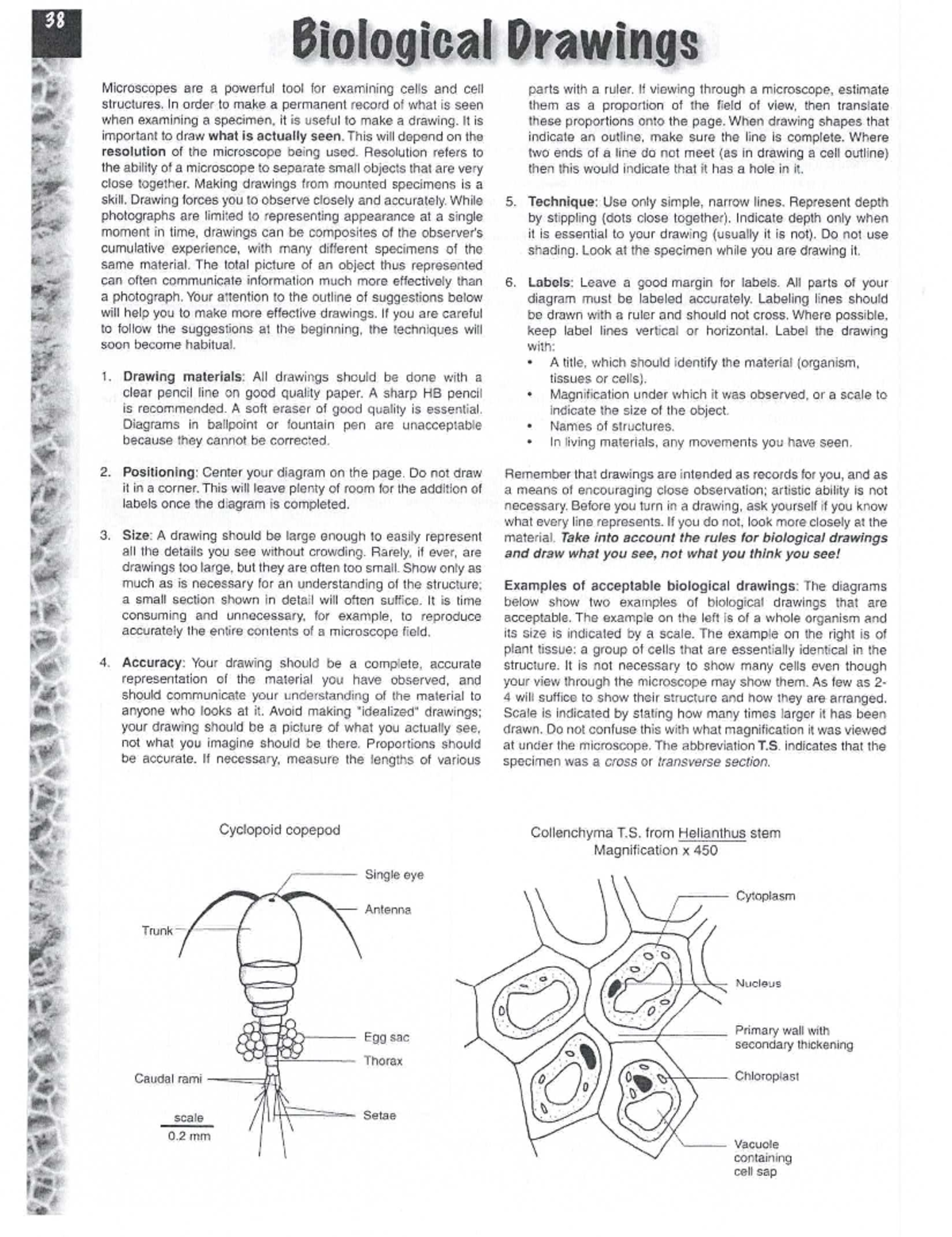 Biozone Biological Drawings - Studocu