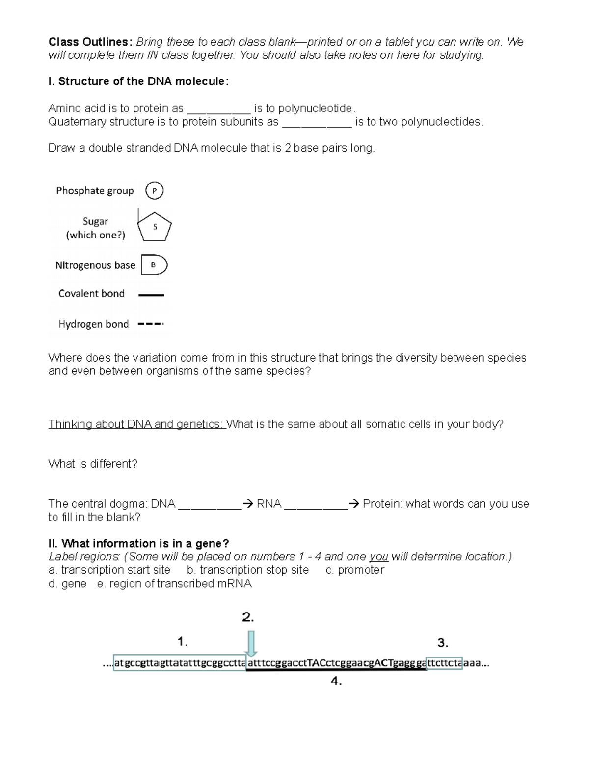 Lesson 13 Class Outline Flow Of Genetic Information Part 1 Class Outlines Bring These To Each