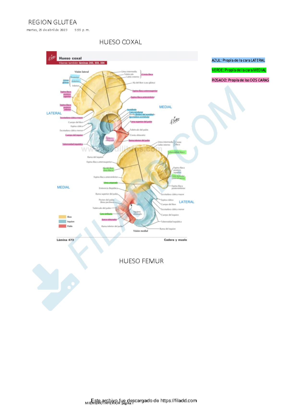 Region Glutea MMI 2 - HUESO COXAL AZUL: Propia de la cara LATERAL VERDE ...