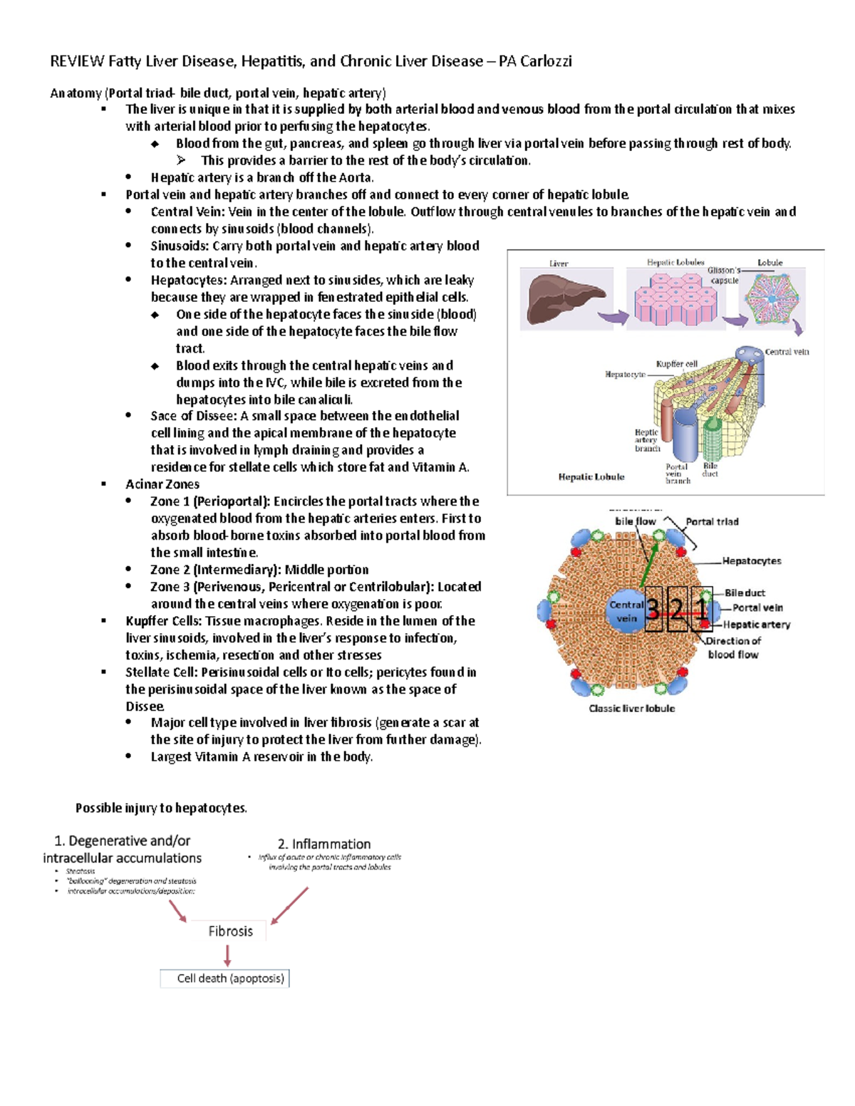 Fatty Liver, Hepatitis + Liver Dz - Anatomy (Portal triad- bile duct ...