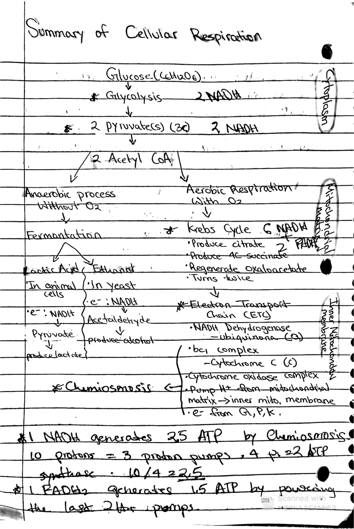 BIO1510 Chapter 7- Summary OF Cellular Respiration - Summary of ...
