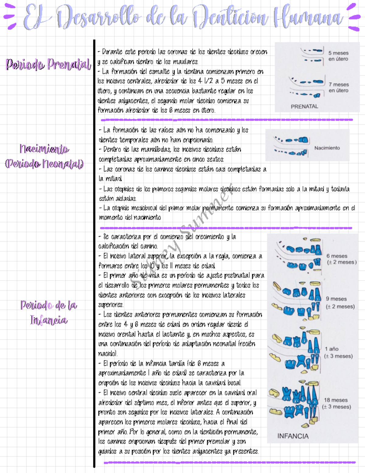 Desarrollo de la Dentición Humana - Sidney Sumner Periodo PPeriodo ...