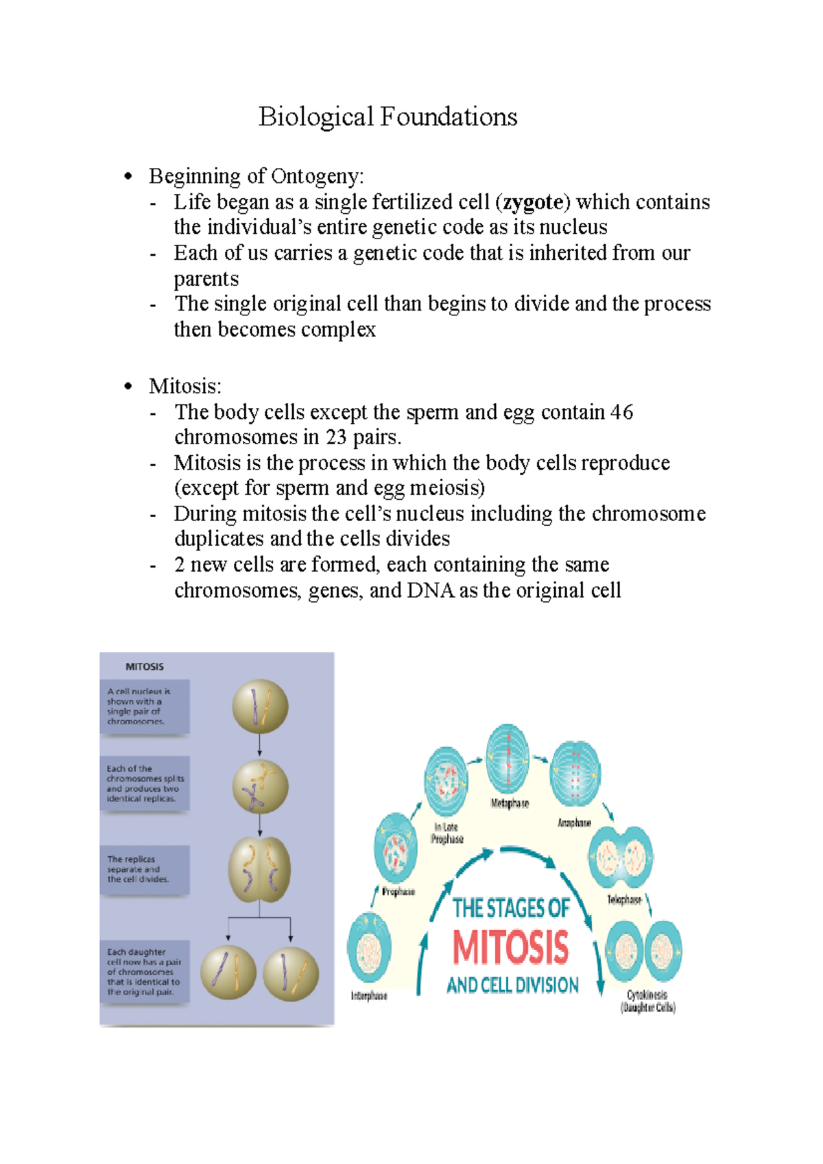 Biological Foundations - Mitosis is the process in which the body cells ...