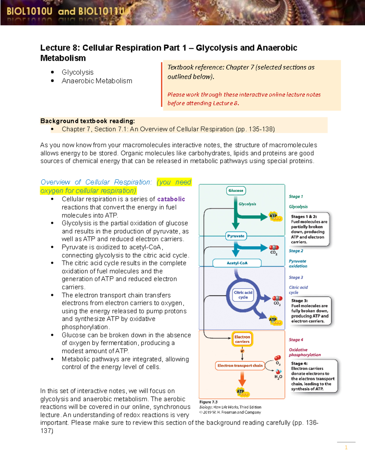 L8 Respiration Part 1 - Glycolysis Anaerobic Metab interactive notes ...