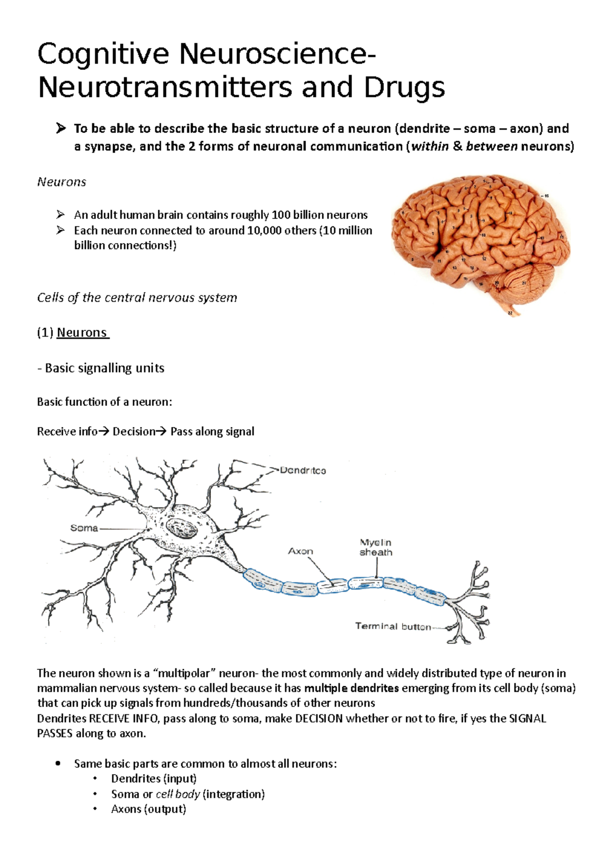 Cognitive Neuroscience- Drugs - Cognitive Neuroscience ...