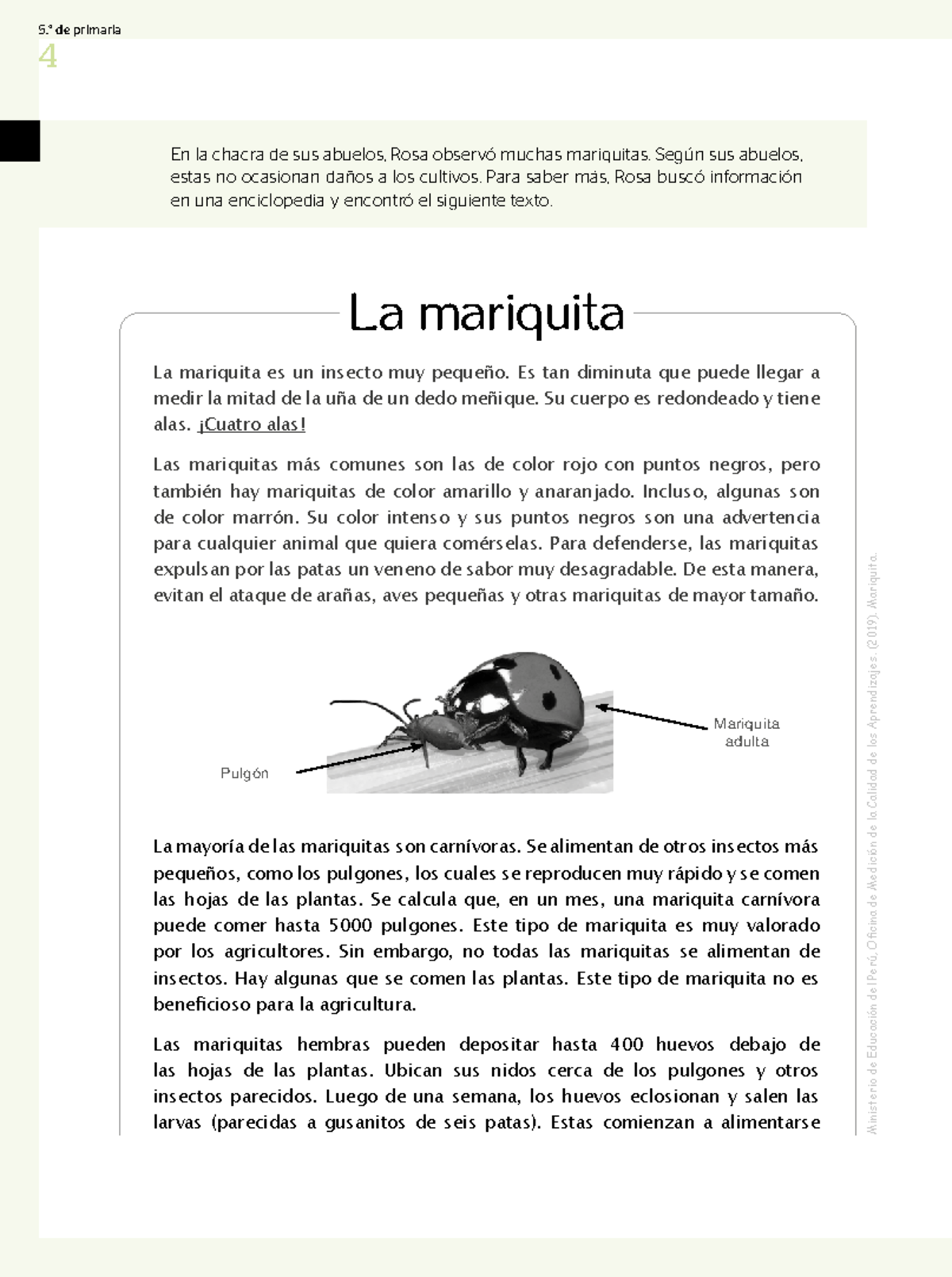 Lectura 5to grado de Primaria WEB - 4 5.° de primaria La mariquita ...