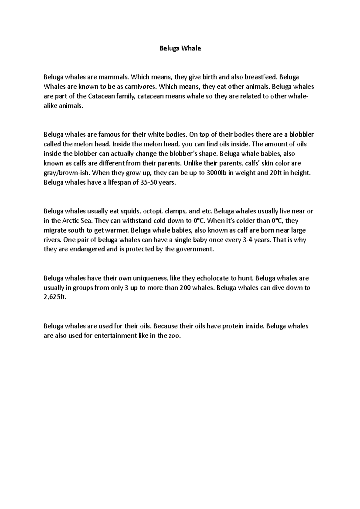 Beluga whale report text - Beluga Whale Beluga whales are mammals ...
