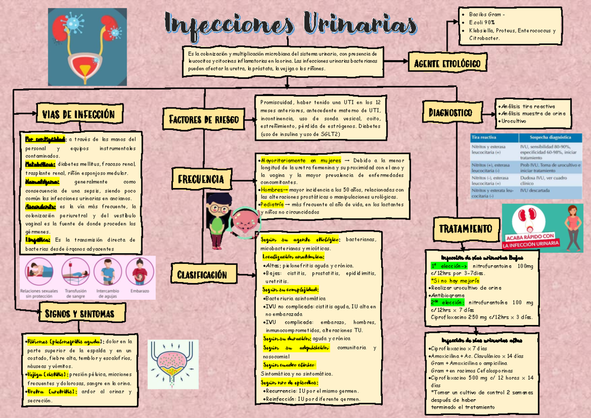 Infeccion urinaria - Es la colonización y multiplicación microbiana del ...
