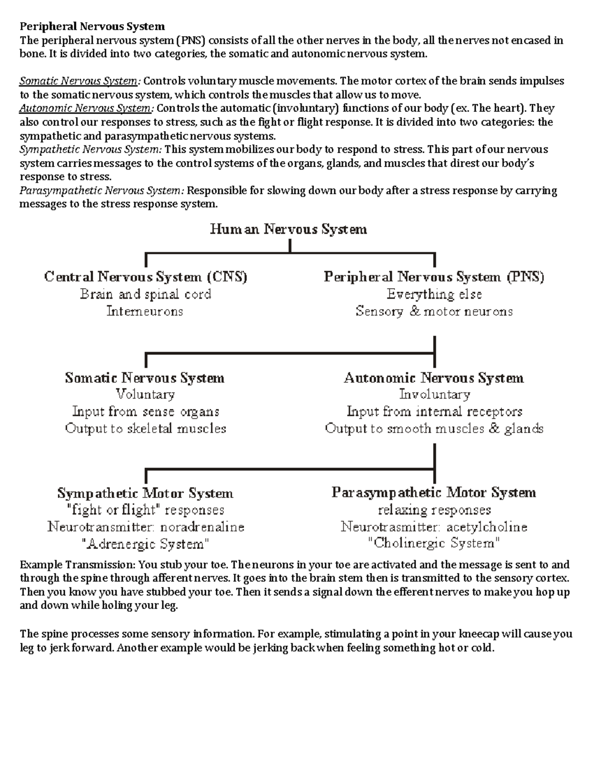 AP Psychology 7-7 - Peripheral Nervous System The peripheral nervous ...
