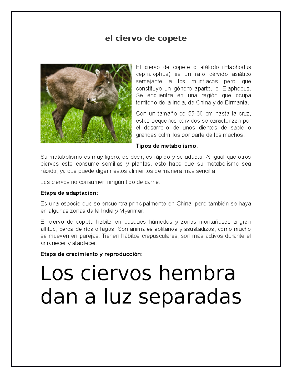 El ciervo de copete Terminado - el ciervo de copete El ciervo de copete ...