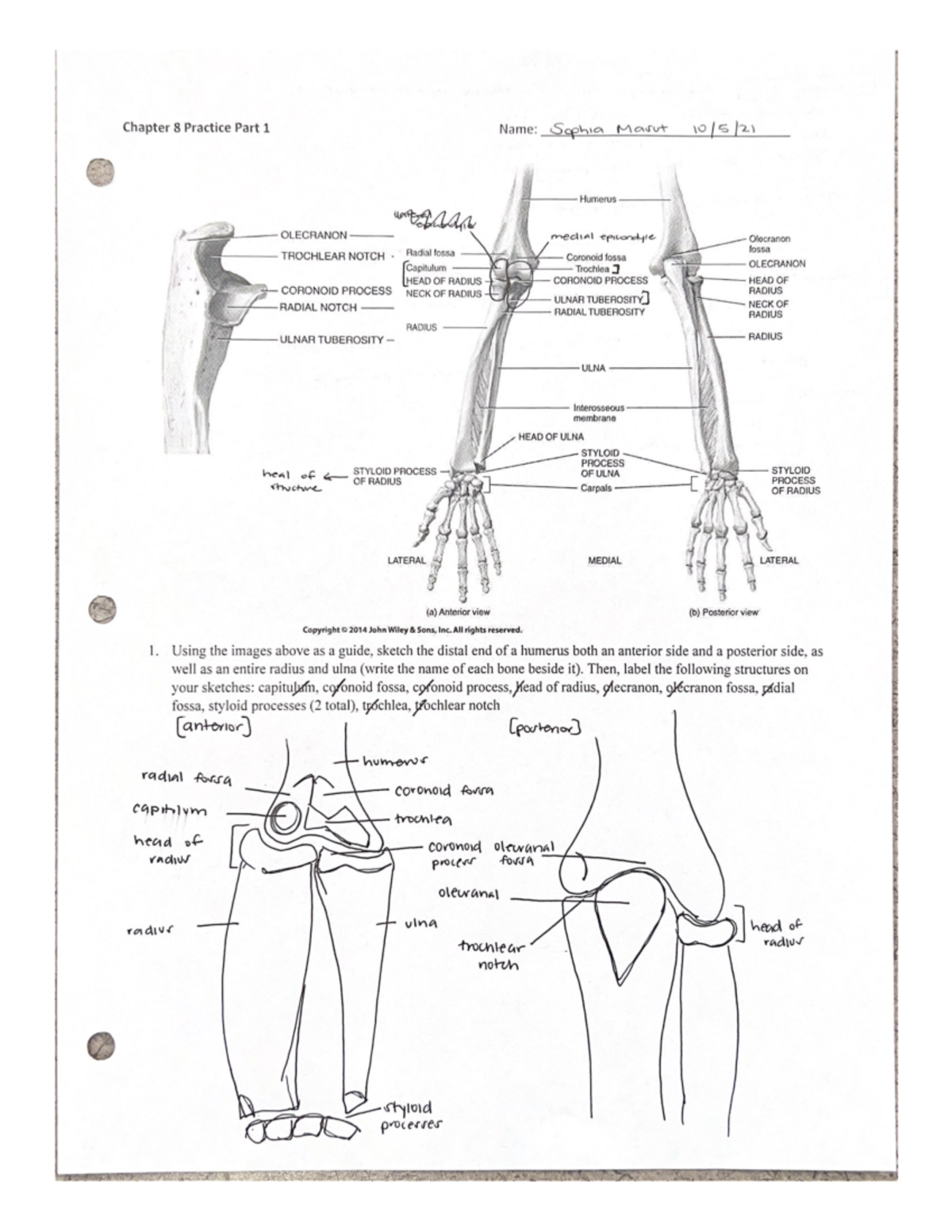 Arm Labeling - BIOL 2320 - Studocu