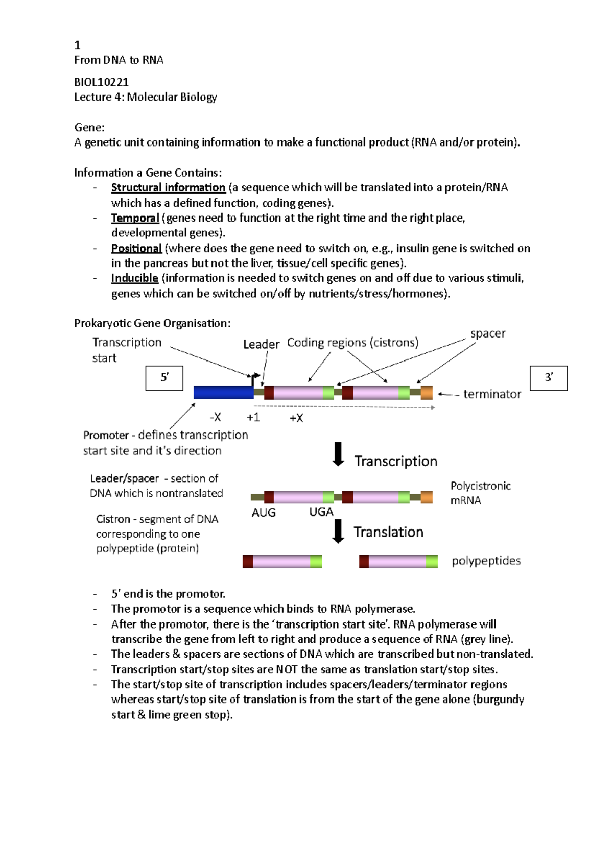 Lecture 4 - From DNA to RNA - From DNA to RNA BIOL Lecture 4: Molecular Biology Gene: A genetic ...