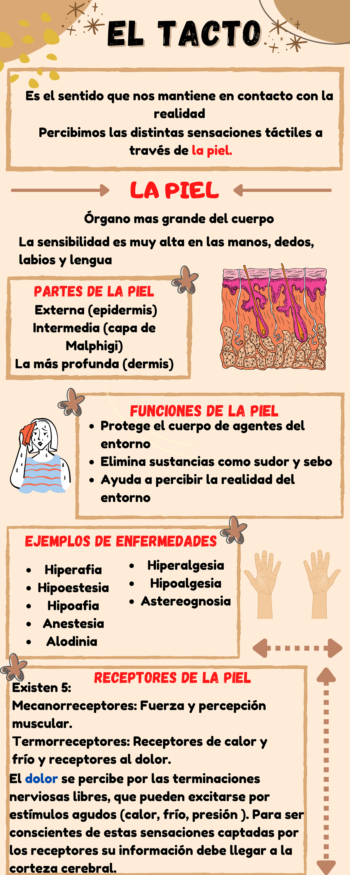 El tacto - Resumen - EL TACTOEL TACTO ####### Partes de la piel Externa ...