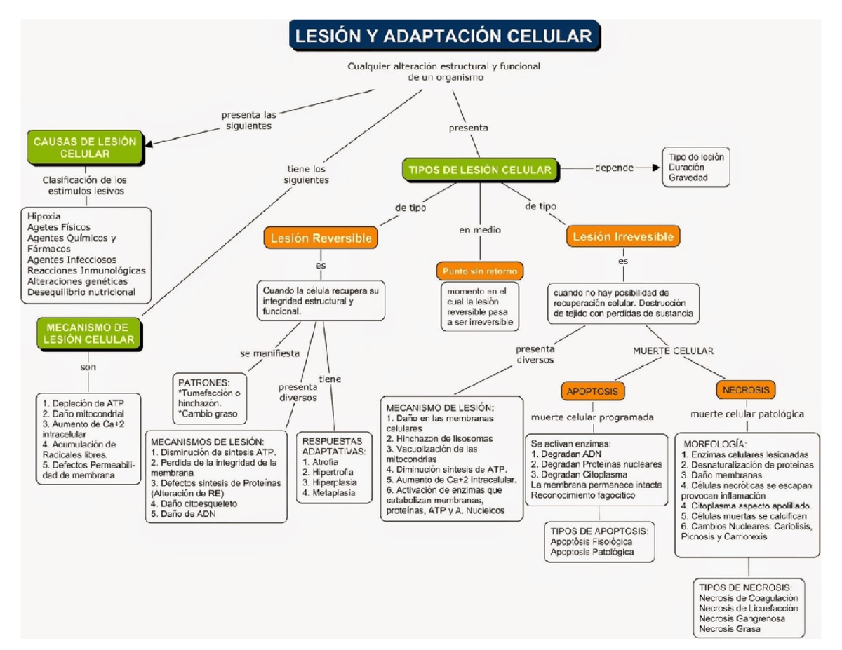Doc2 Adaptacion Celular Lesión Y Adaptación Celular Cualquier