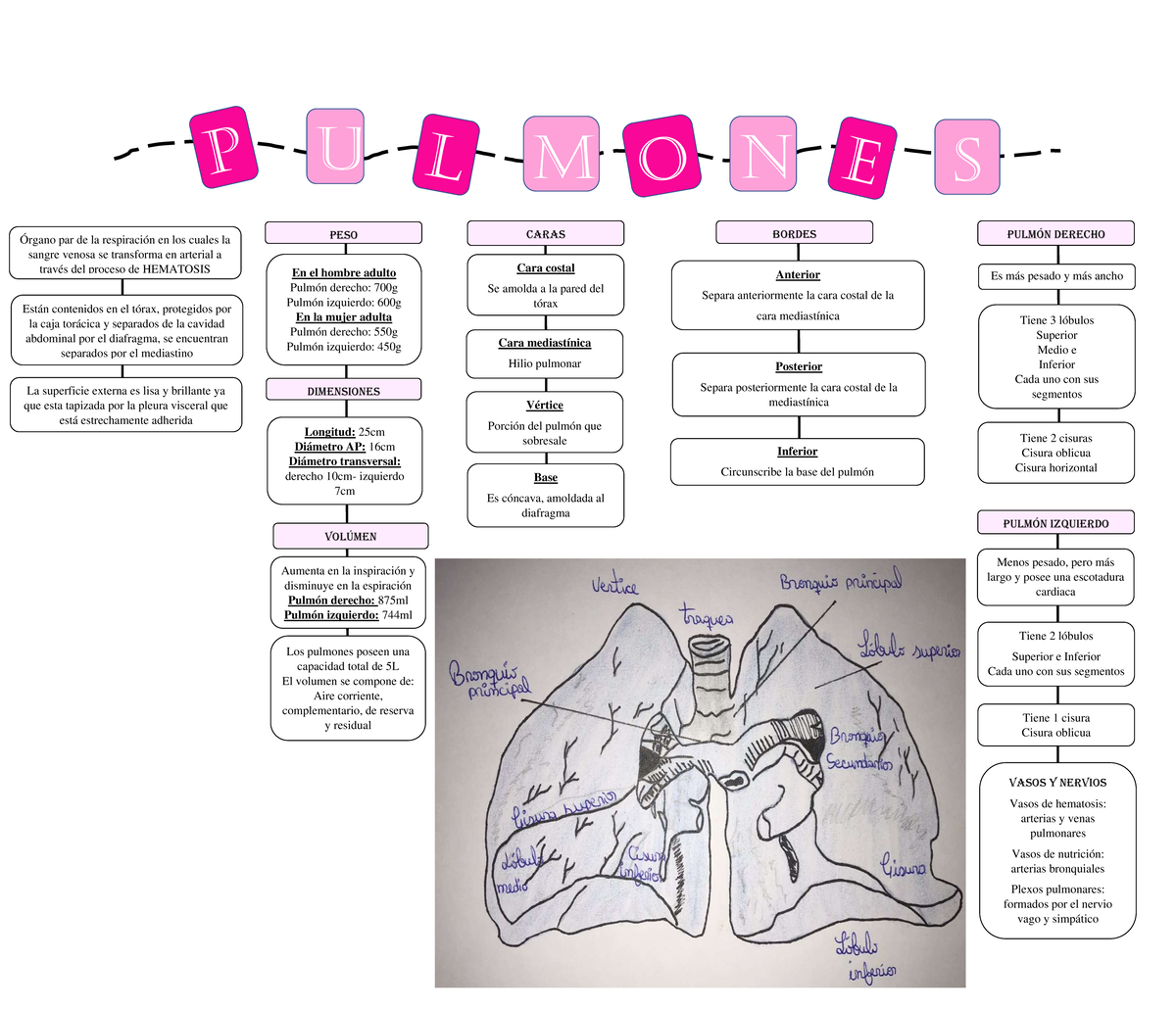 Pulmones MAPA Conceptual - u m n s Órgano par de la respiración en los ...