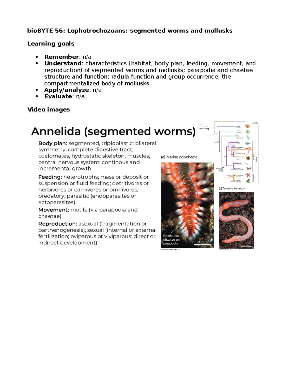 1802.Notes guide.bio BYTE 56 - bioBYTE 56: Lophotrochozoans: segmented ...
