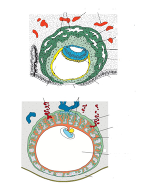 Gastrulación - Estos cambios comienzan con la aparición de la línea ...