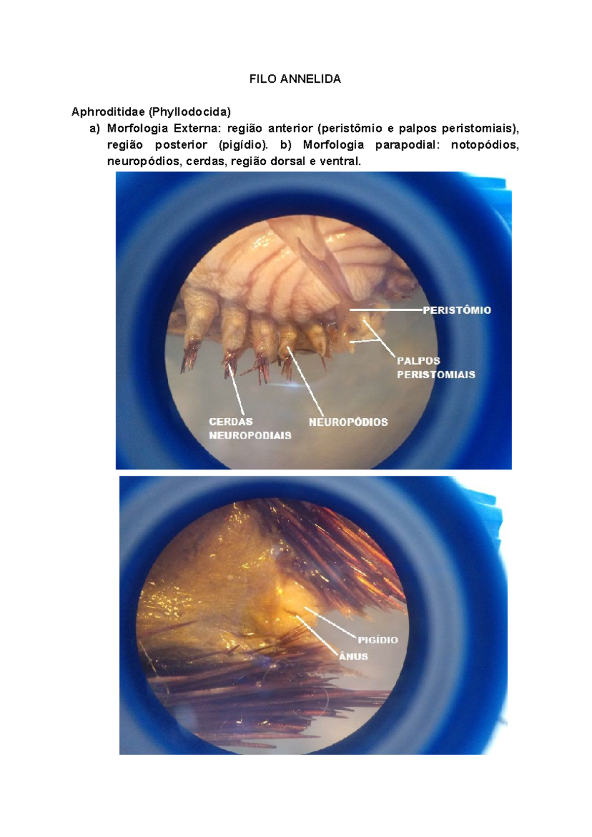 Invertebrados guia - FILO ANNELIDA Aphroditidae (Phyllodocida) a ...