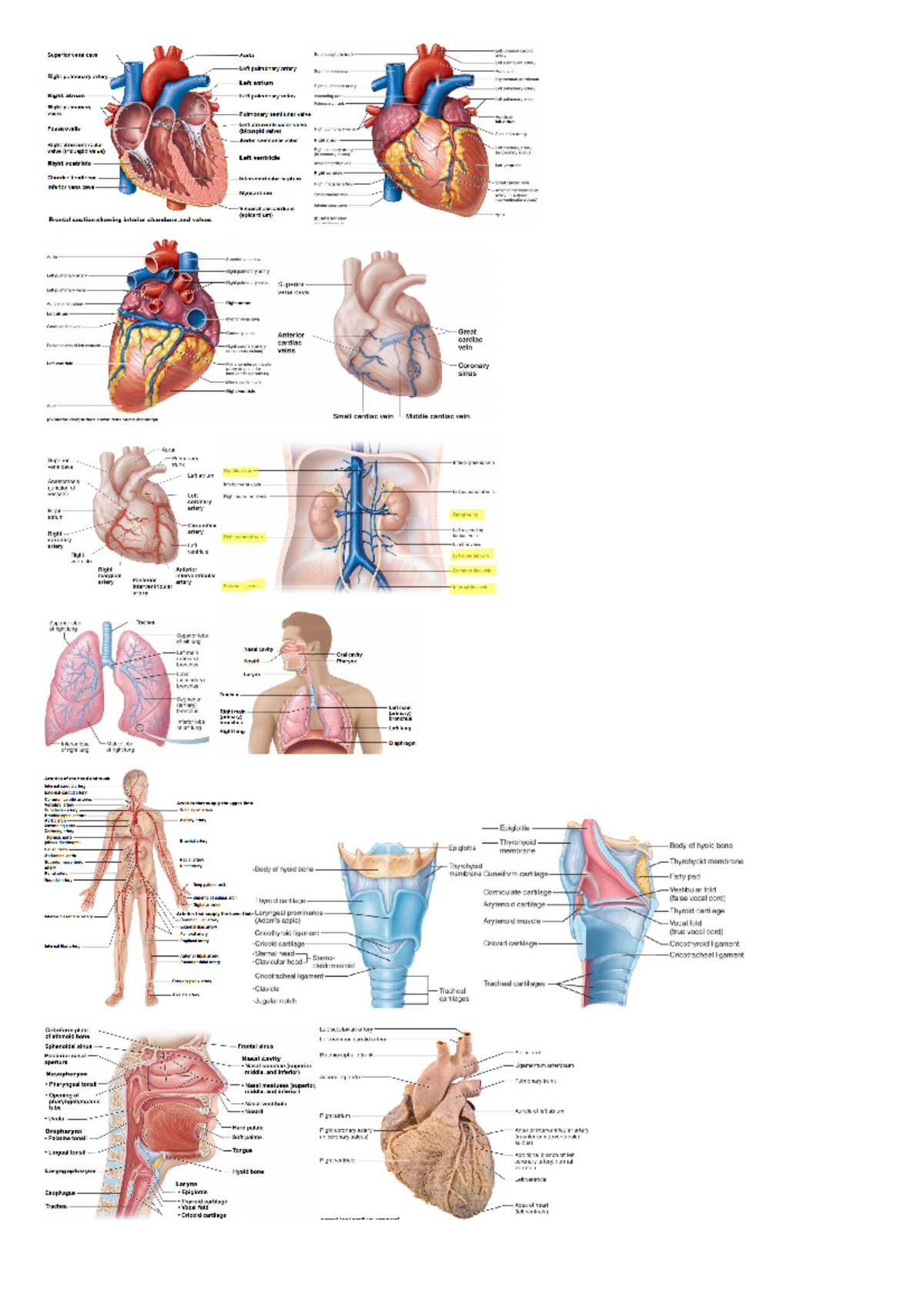 WEEK 9 Cheat Sheet - LSB142 - Studocu