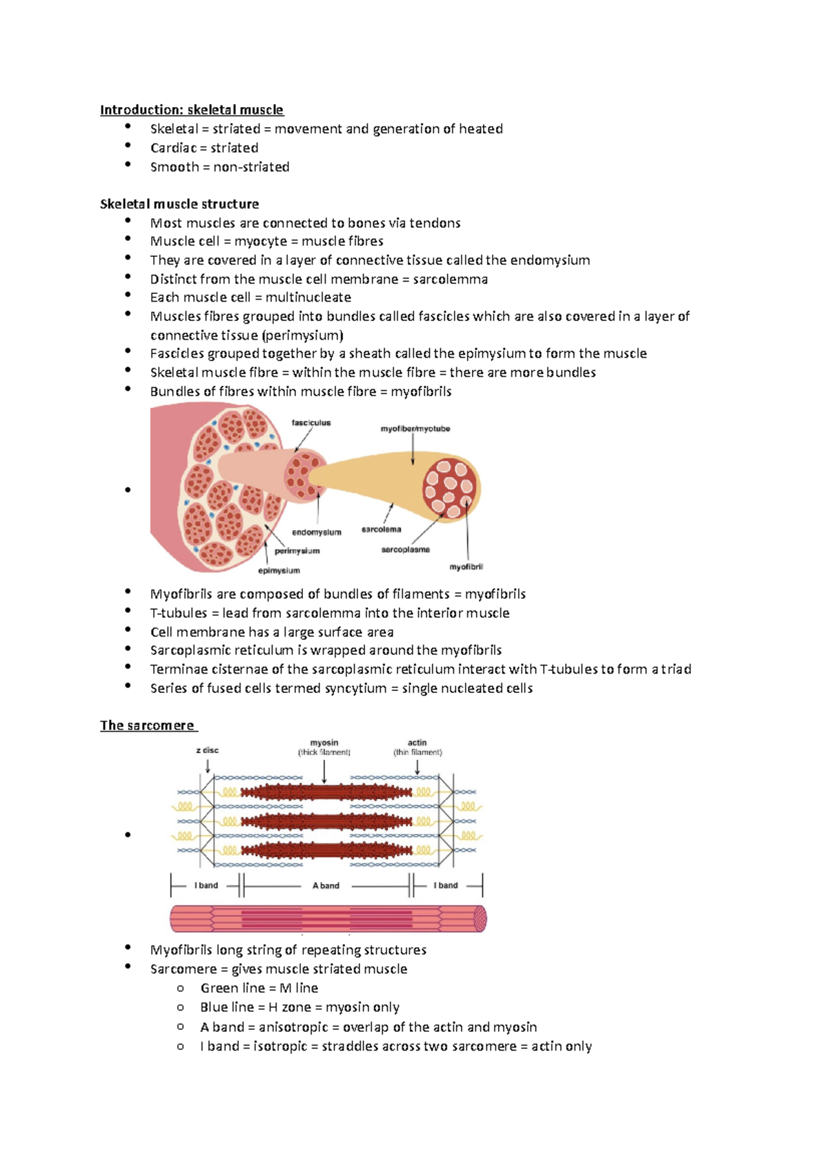 Skeletal Muscle Structure and Contraction - Studocu