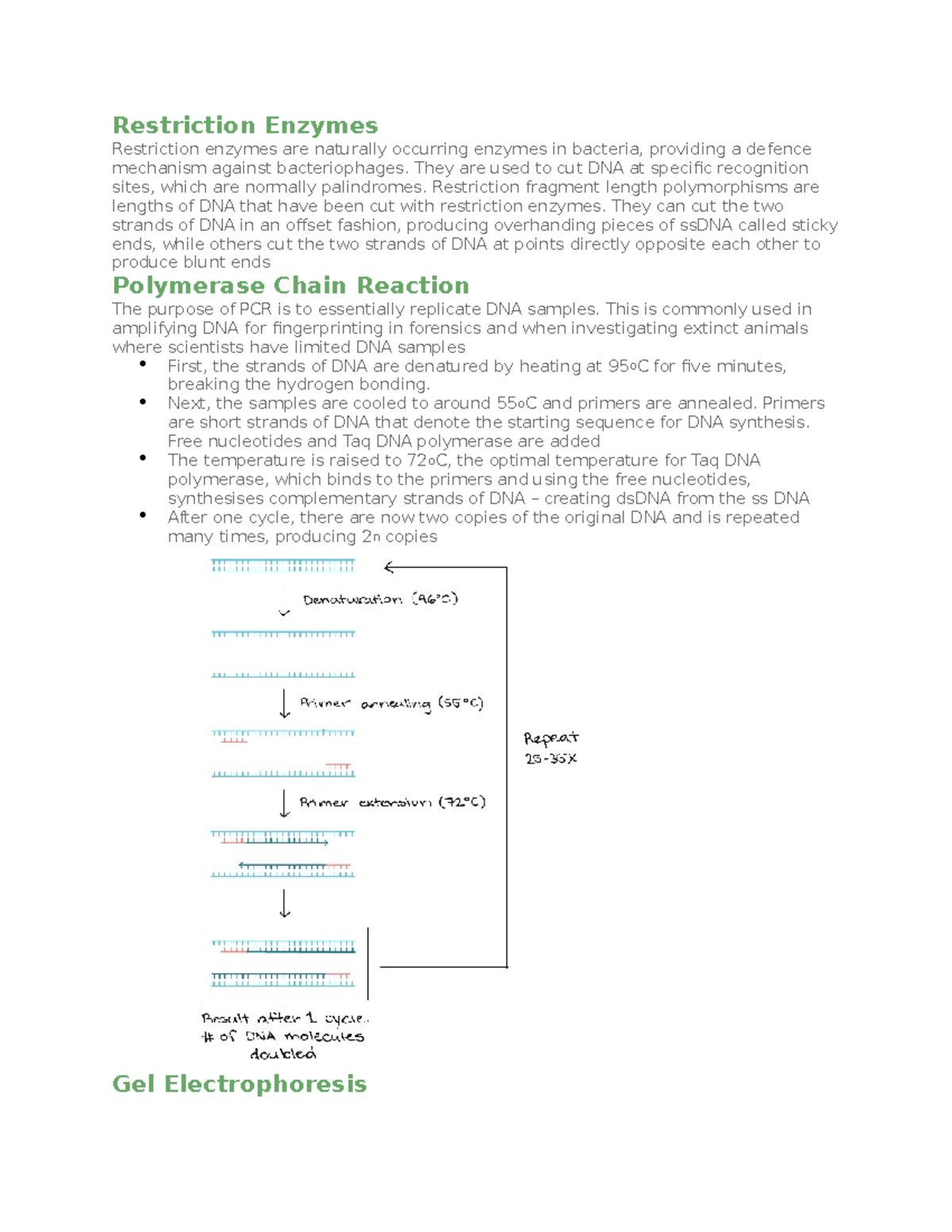 Dna manipulation - notes - Restriction Enzymes Restriction enzymes are ...