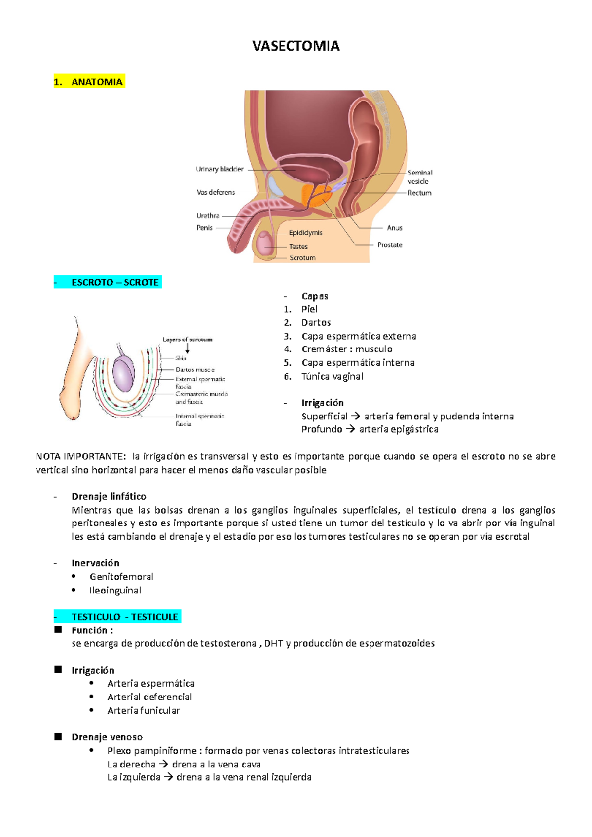 Vasectomia - VASECTOMIA 1. ANATOMIA - ESCROTO – SCROTE Capas Piel ...