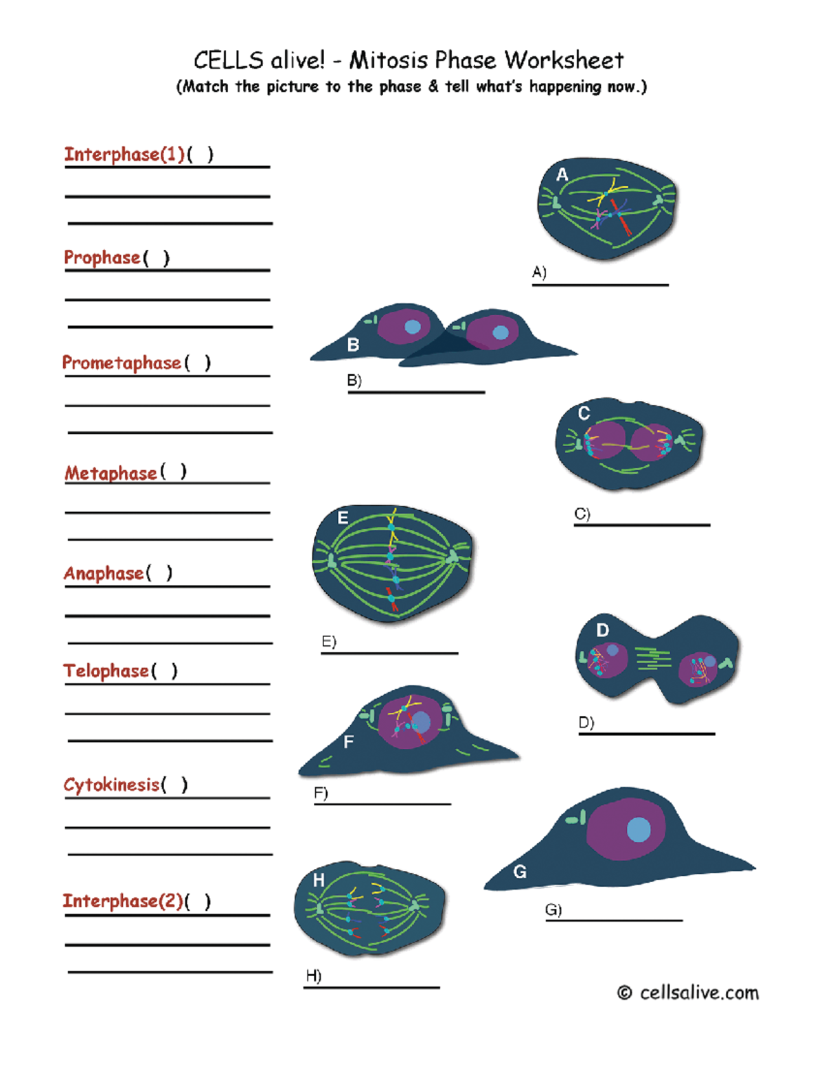 Mitosis Phases Worksheet - ) Interphase(1)( ) A Prophase ( ) A) B ...