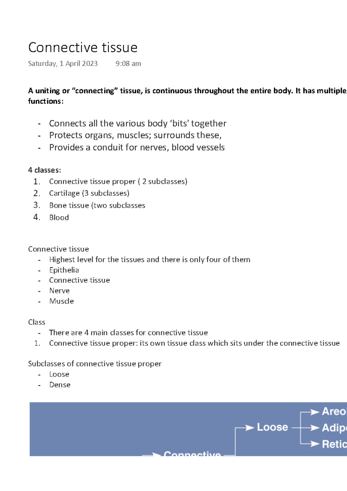 Connective tissue - A uniting or “connecting” tissue, is continuous ...