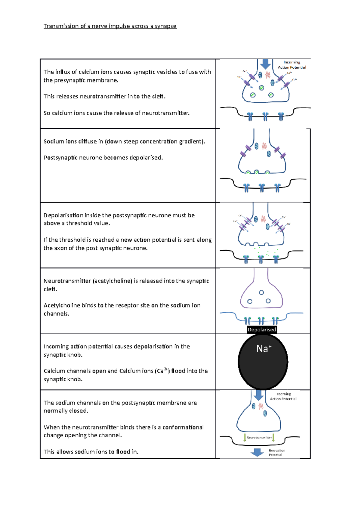 Transmission of a nerve impulse across a synapse card sort ...