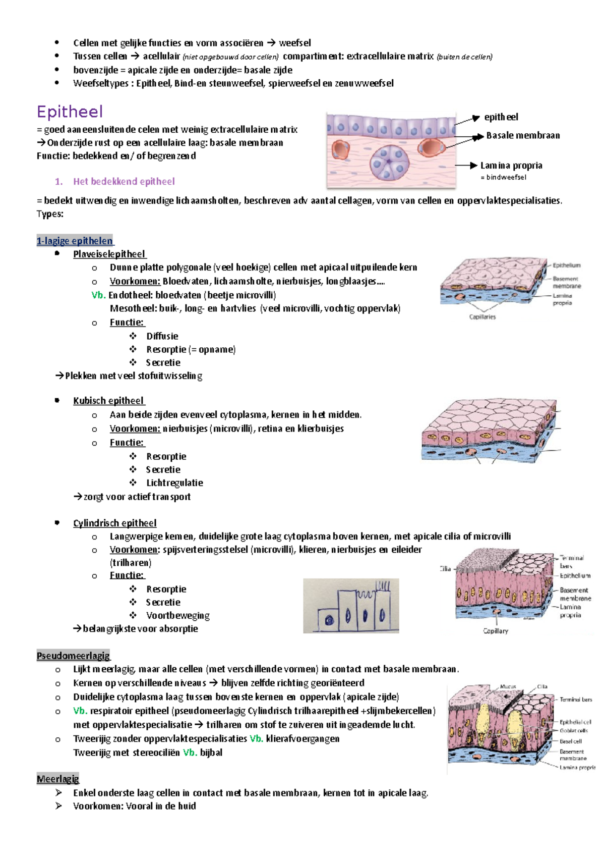 Weefselleer - Epitheel 3 - Cellen met gelijke functies en vorm ...