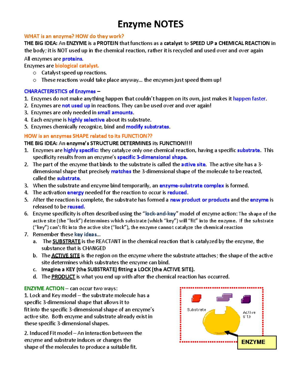 Enzyme Notes - Unit 2 Cells - Enzyme NOTES WHAT is an enzyme? HOW do ...