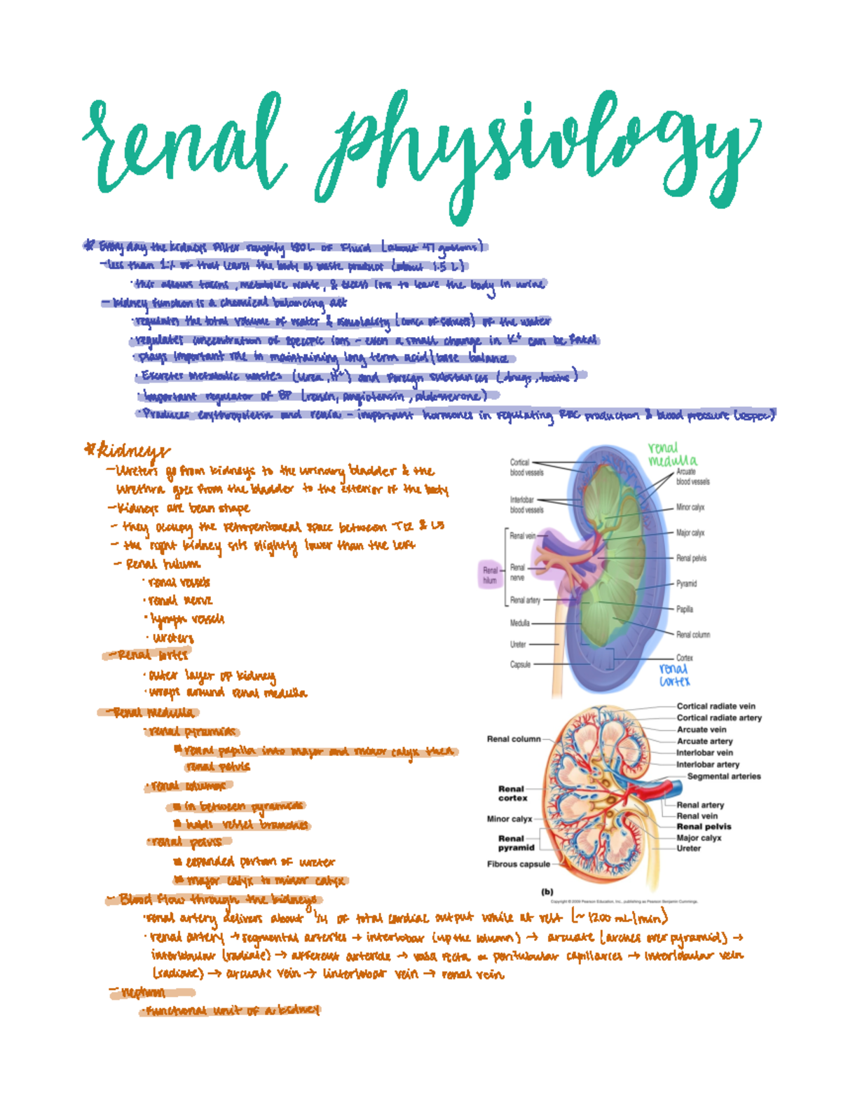 Renal Physiology - BIOL 5600 - Studocu