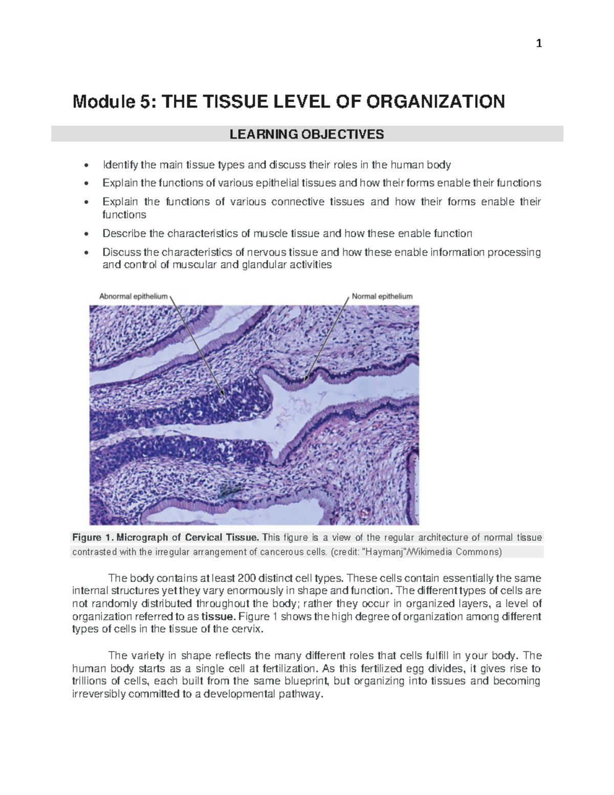 Chapter 5-The Tissue Level of Organization - Module 5: THE TISSUE LEVEL ...