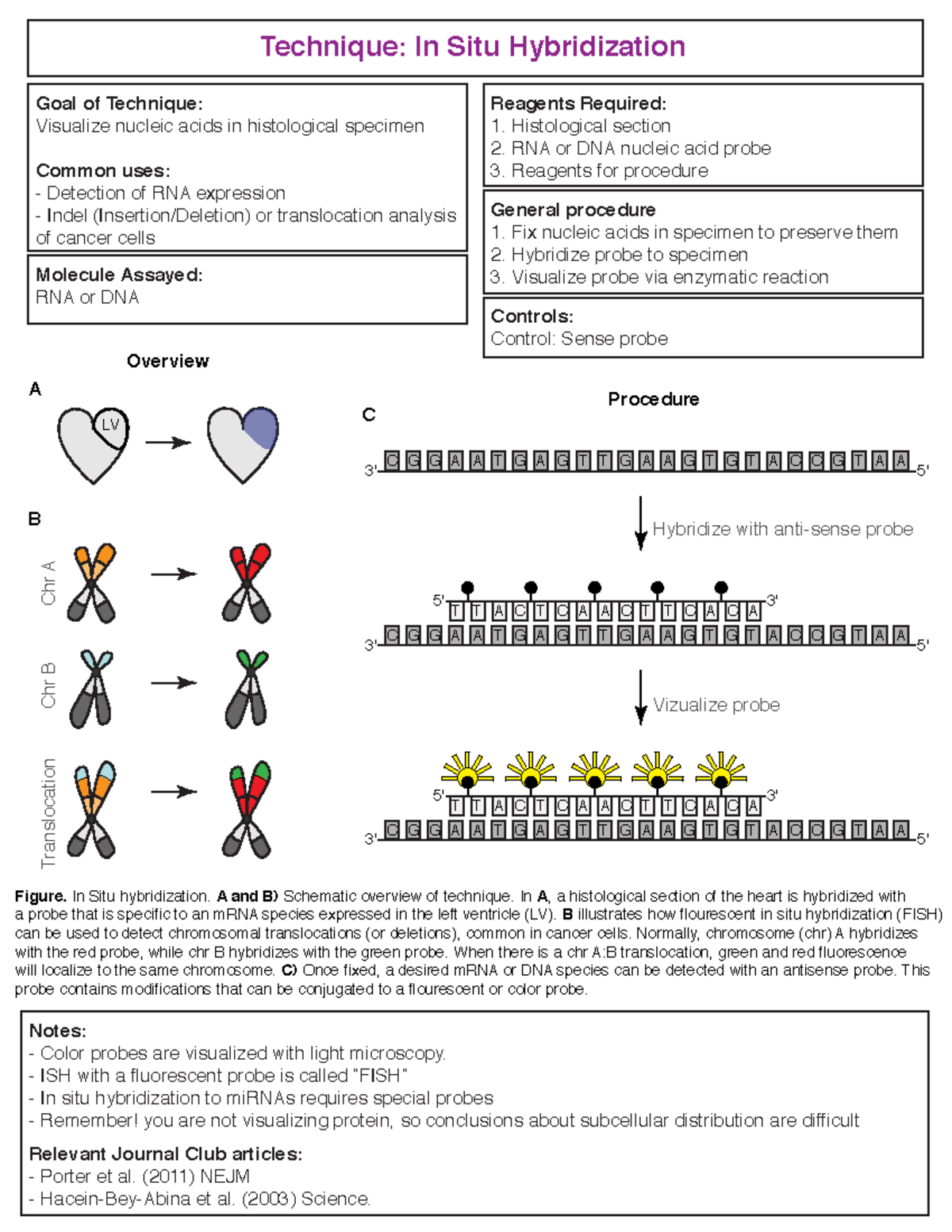 ISH - Technique directions - Technique: In Situ Hybridization Goal of ...