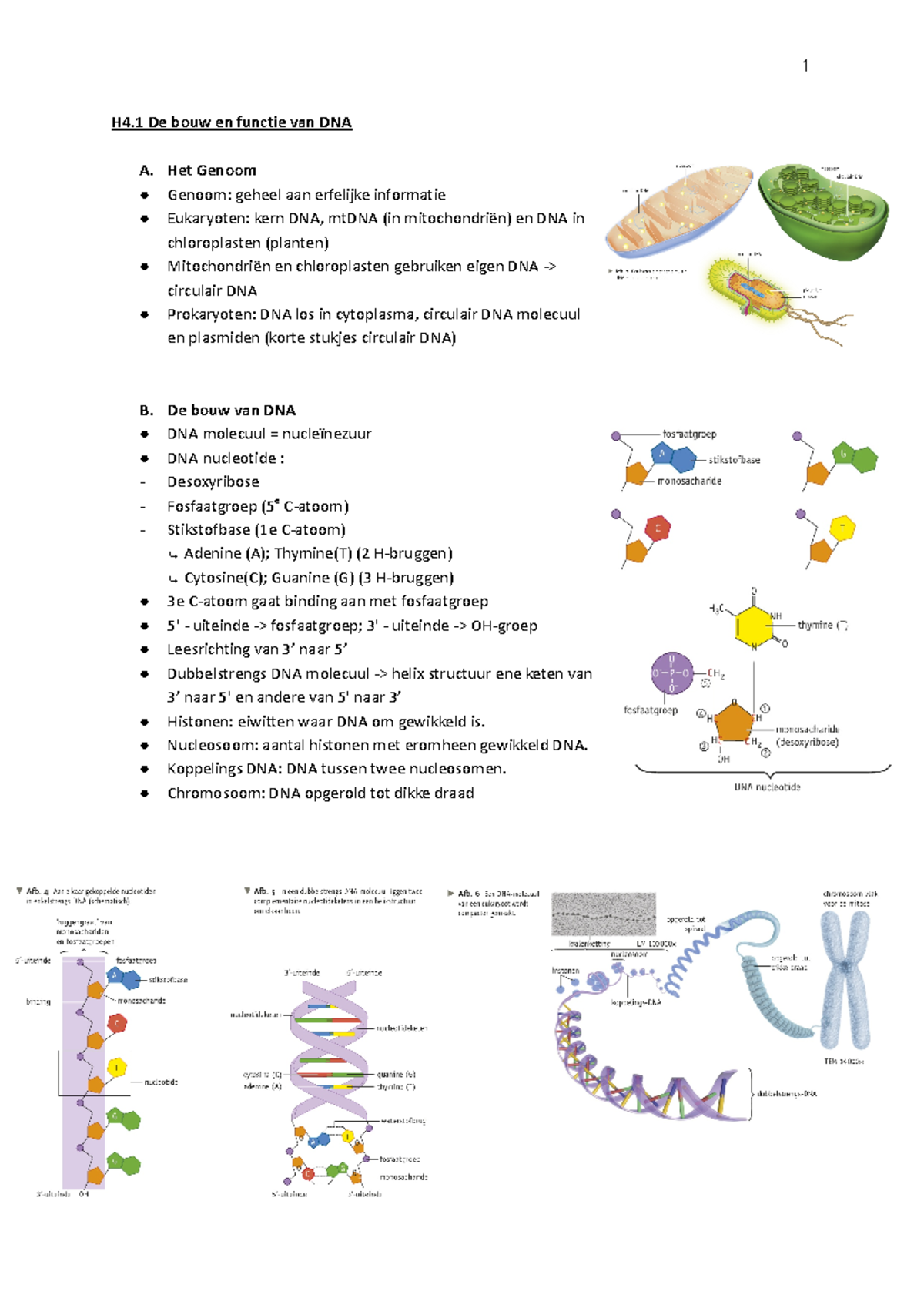 Biologie Thema 4 DNA V5 - samenvattung DNA VWO 5 - H4 De bouw en ...
