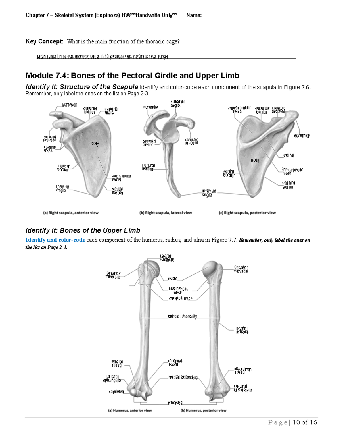 Chapter 7 skeletal system - Chapter 7 – Skeletal System (Espinoza) HW ...